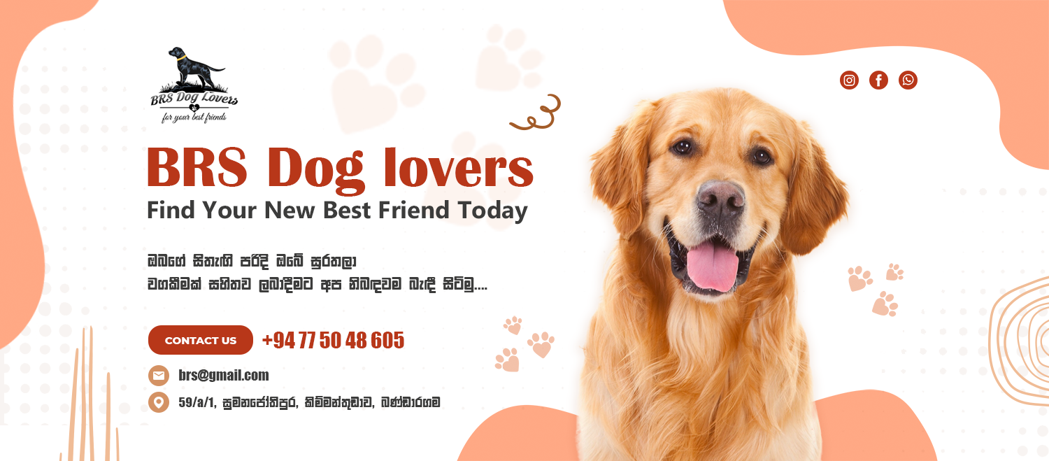 Social Media Marketing | GIXEZ IT